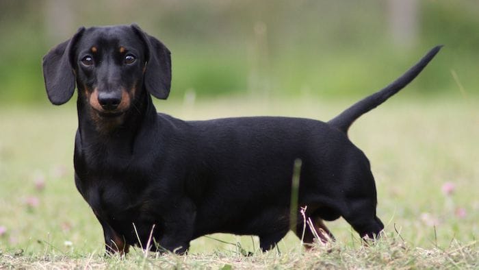 Ditch the Doughy Dachshund: Tips to Trim the Tummy on Your Little Wein ...