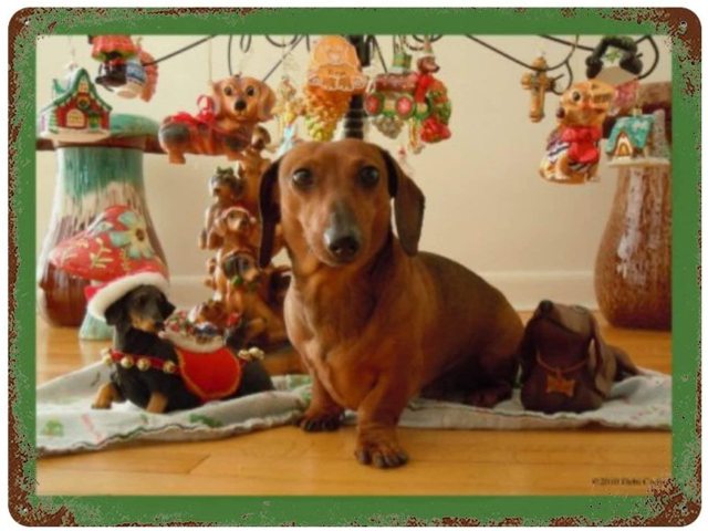 Dachshund Retro Vintage Tin Sign – Dach Everywhere